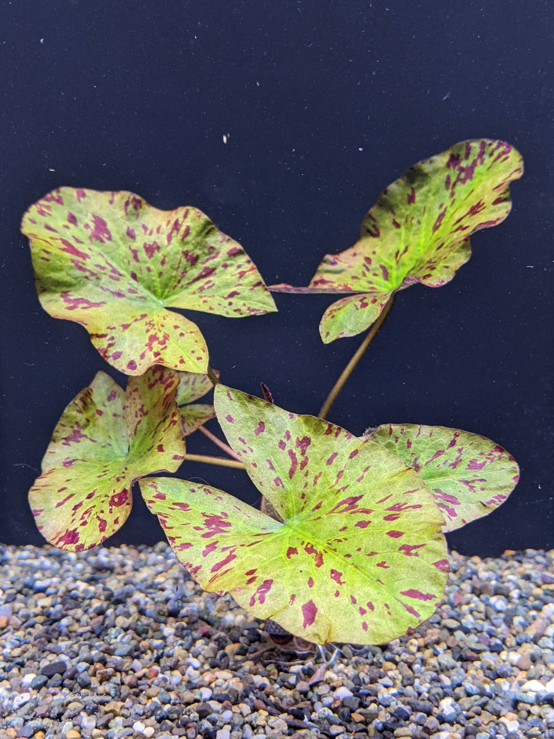 Green Tiger Lotus For Sale | Aquarium Zen | Aquarium Zen, LLC