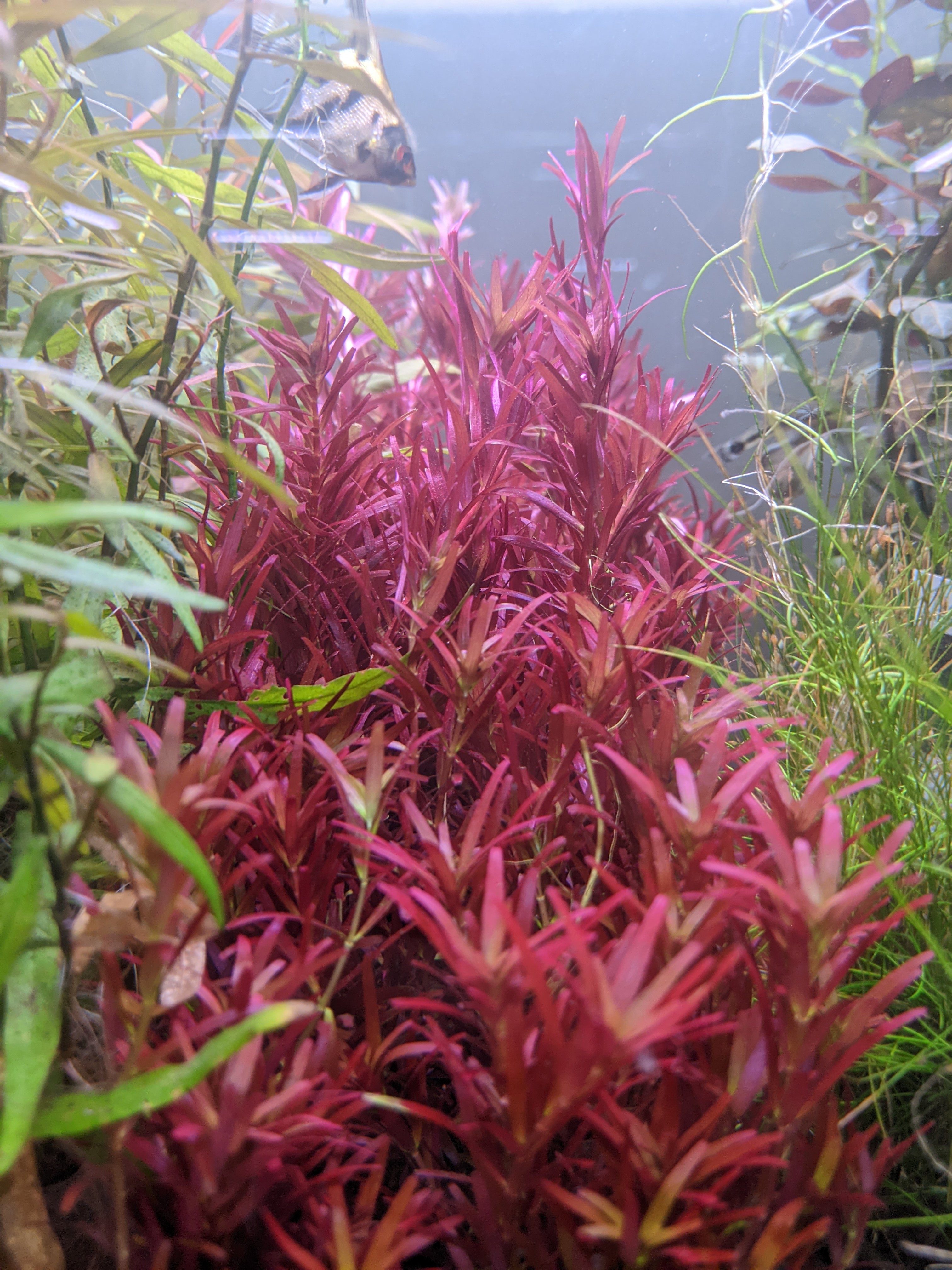 Rotala Blood Red