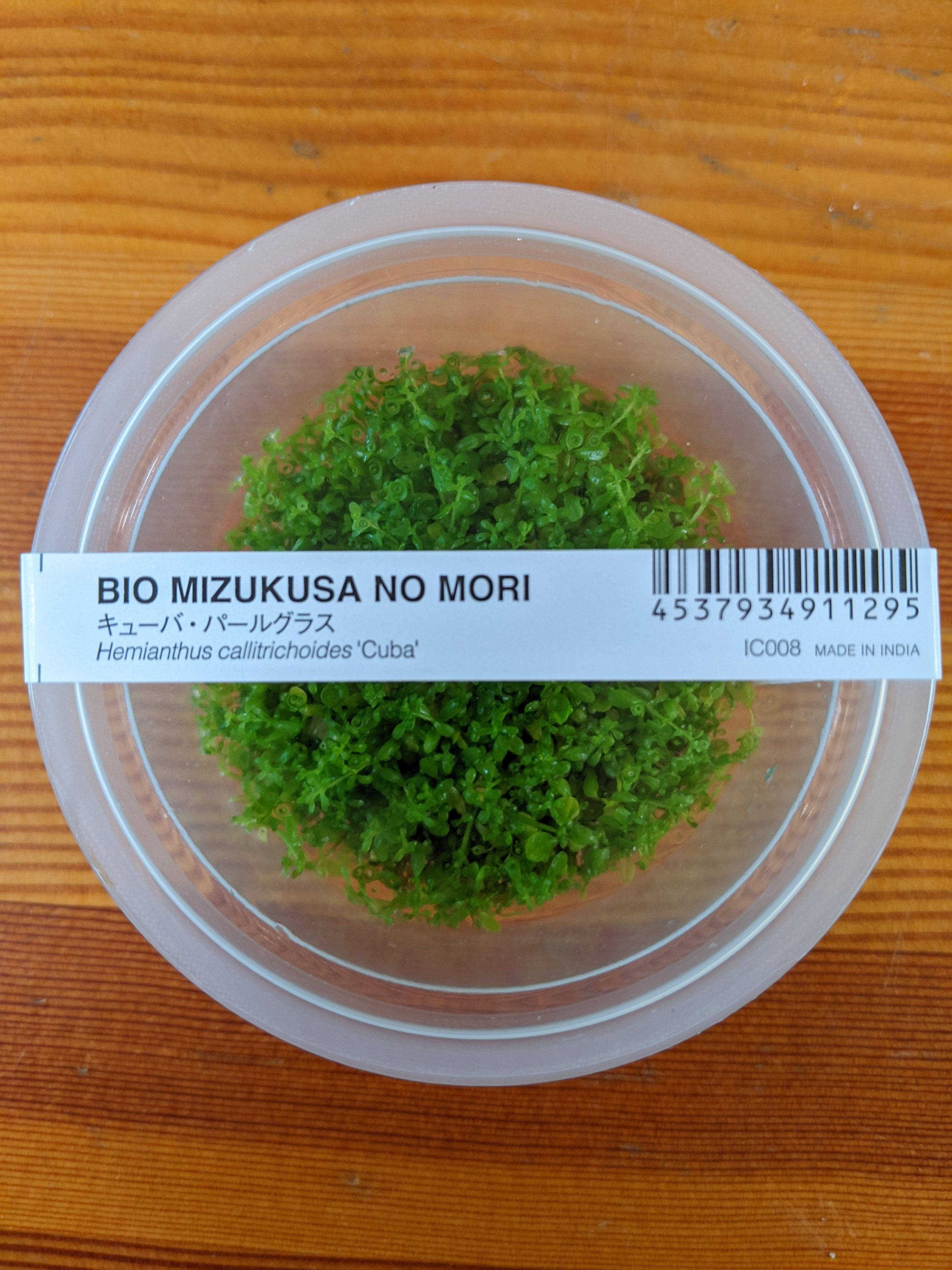 HC 'Cuba' (ADA Tissue Culture) | Aquarium Zen, LLC