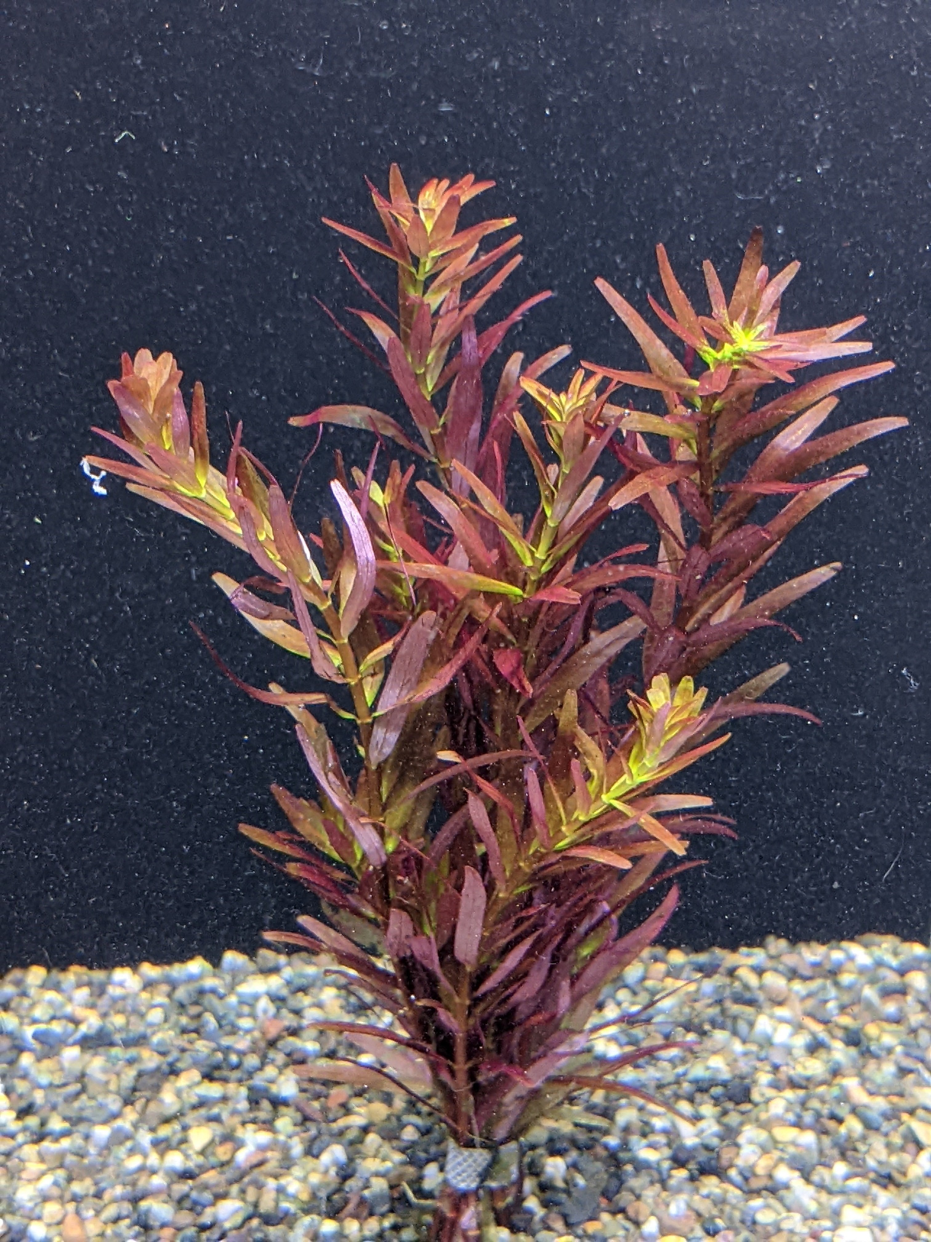 Rotala 'Blood Red' For Sale - Aquarium Zen | Aquarium Zen, LLC