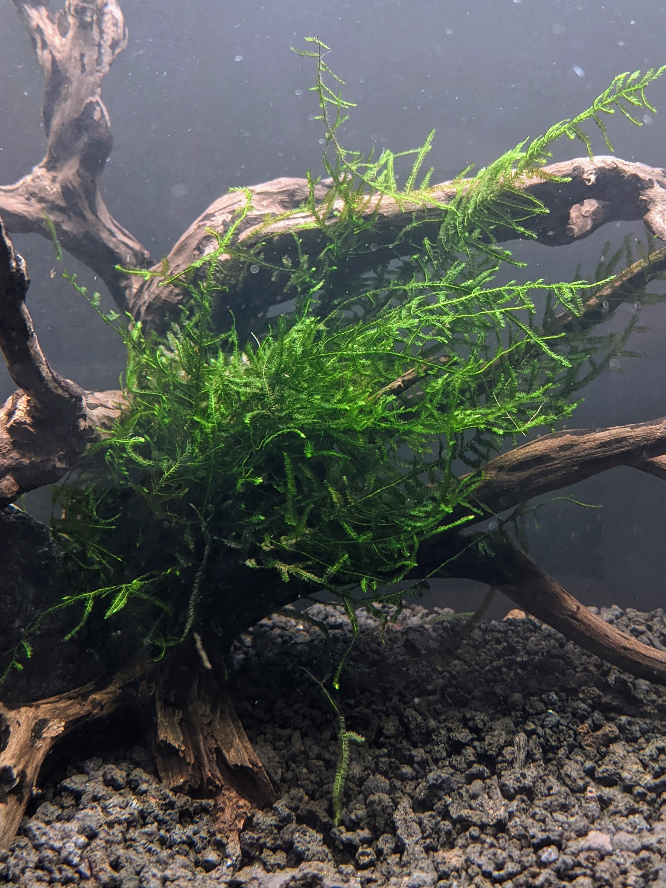 Willow Moss For Sale - Aquarium Zen | Aquarium Zen, LLC