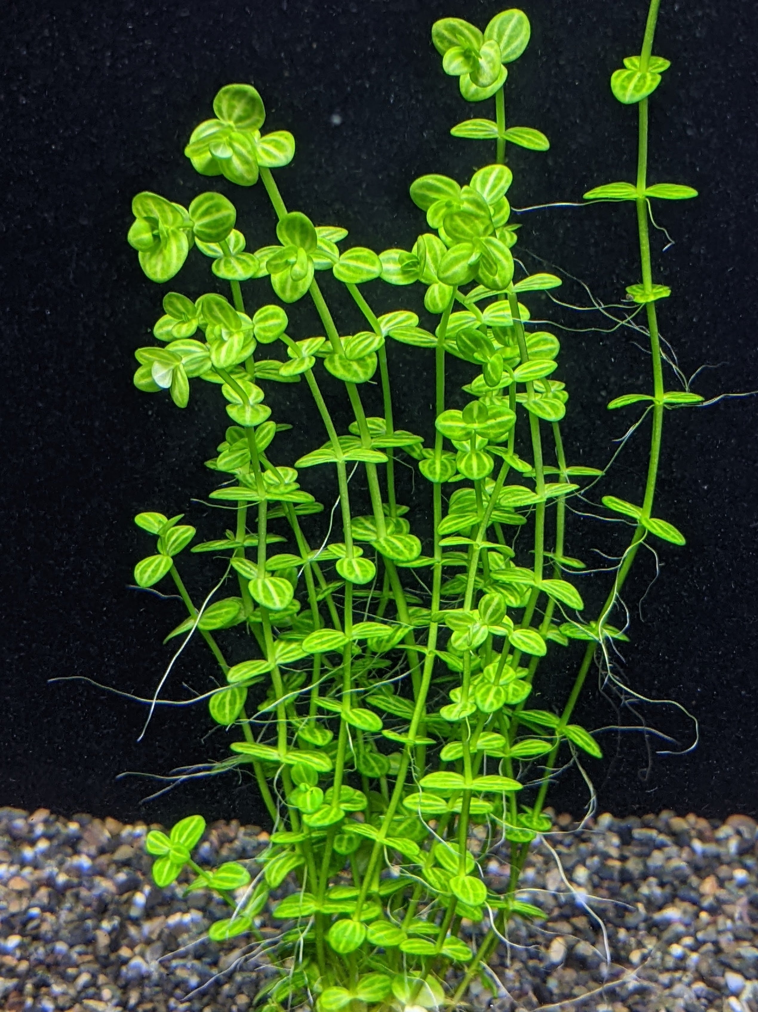 Lindernia rotundifolia 'Variegated' For Sale - Aquarium Zen | Aquarium ...