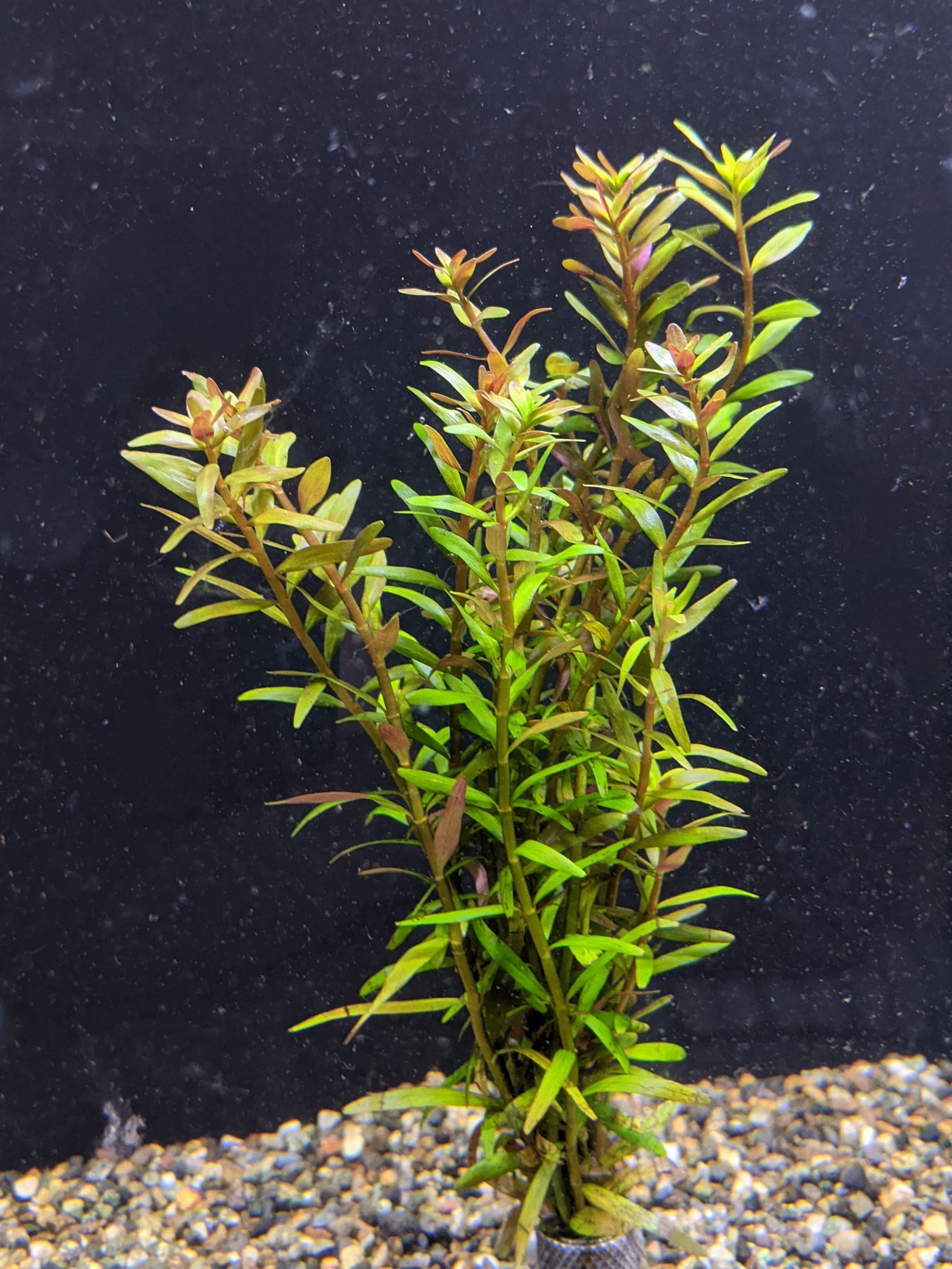 Rotala 'Orange Juice' For Sale - Aquarium Zen | Aquarium Zen, LLC