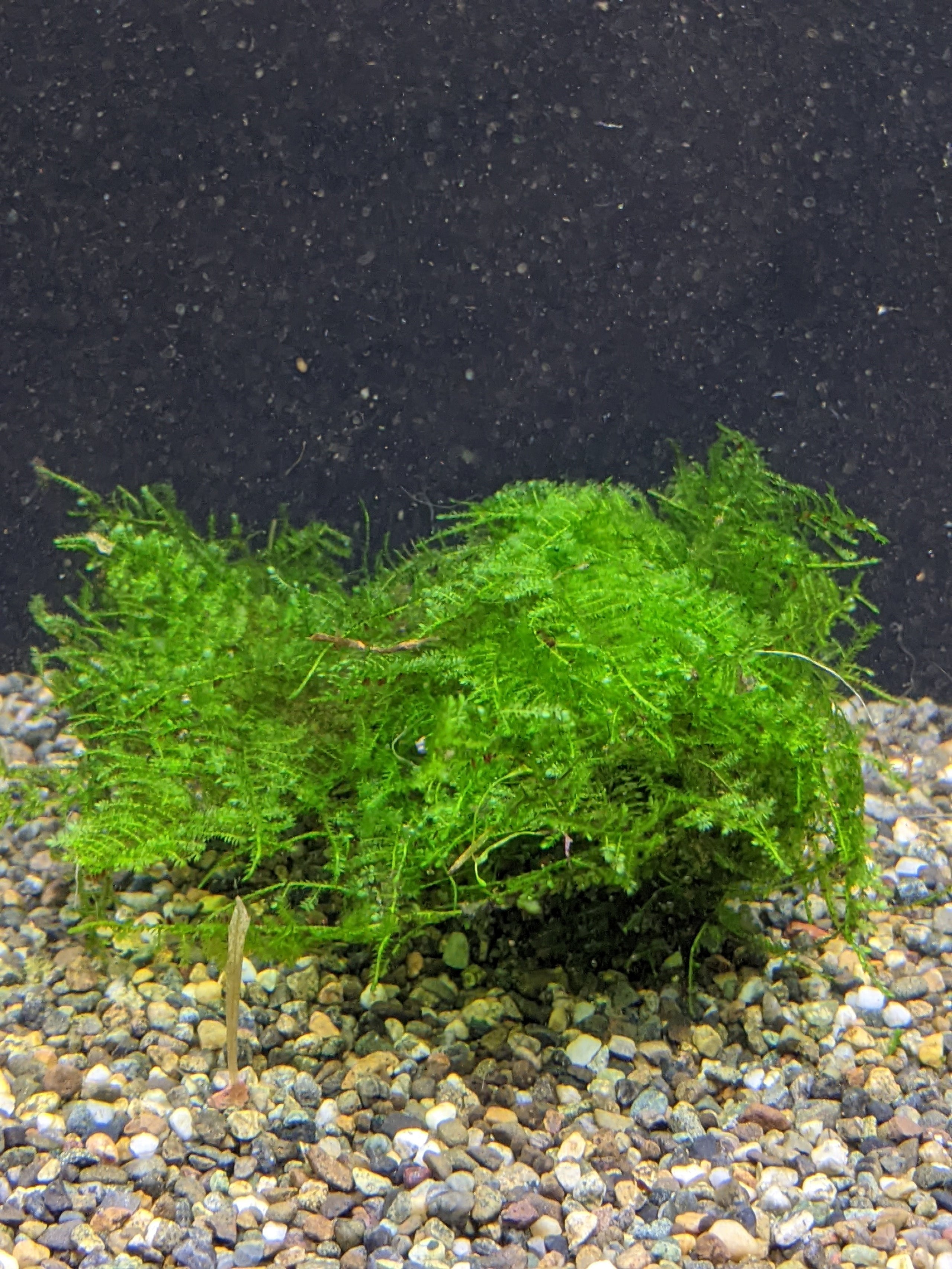 Anchor Moss For Sale | Aquarium Zen | Aquarium Zen, LLC