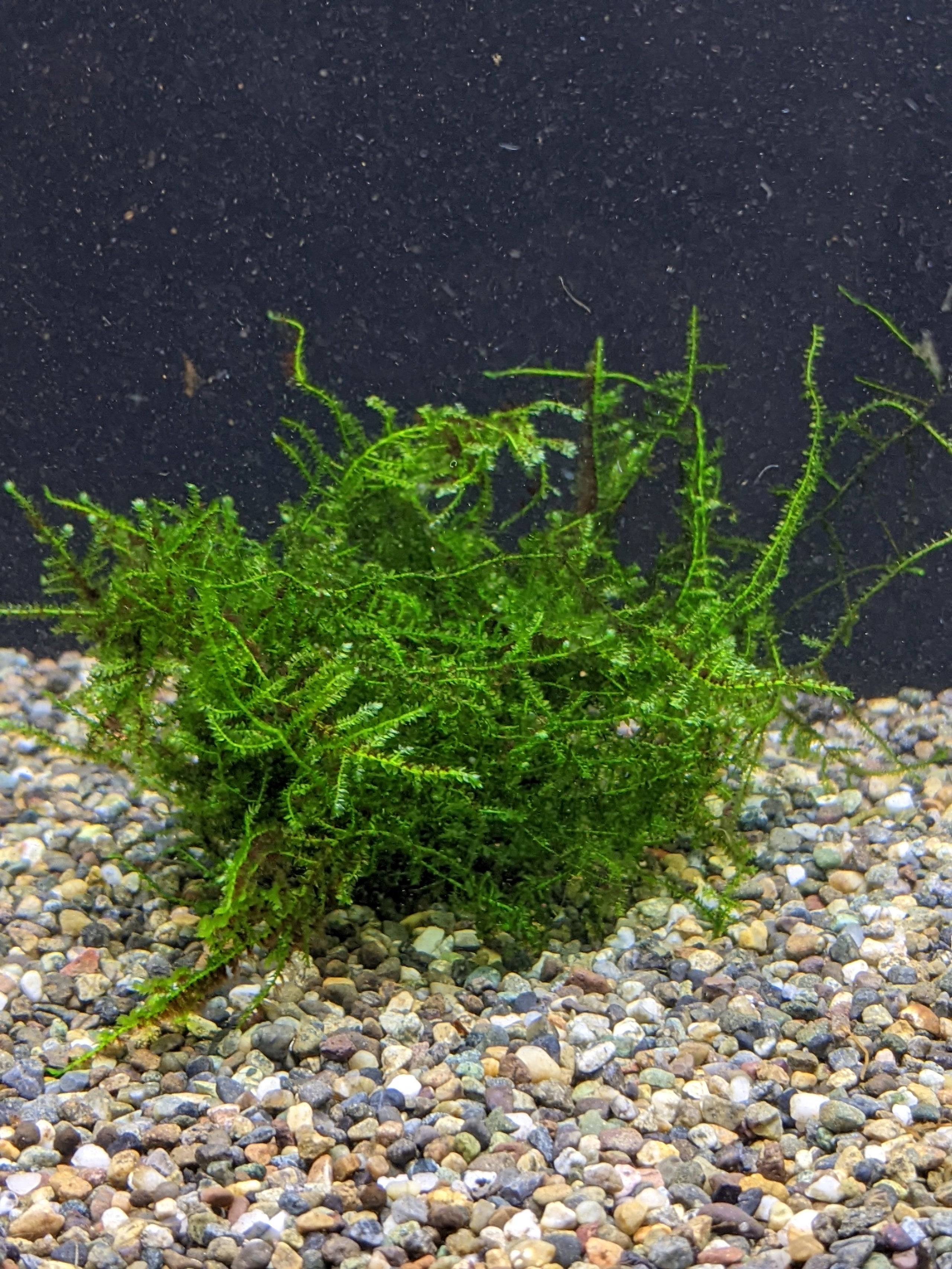 Weeping Moss For Sale | Aquarium Zen | Aquarium Zen, LLC