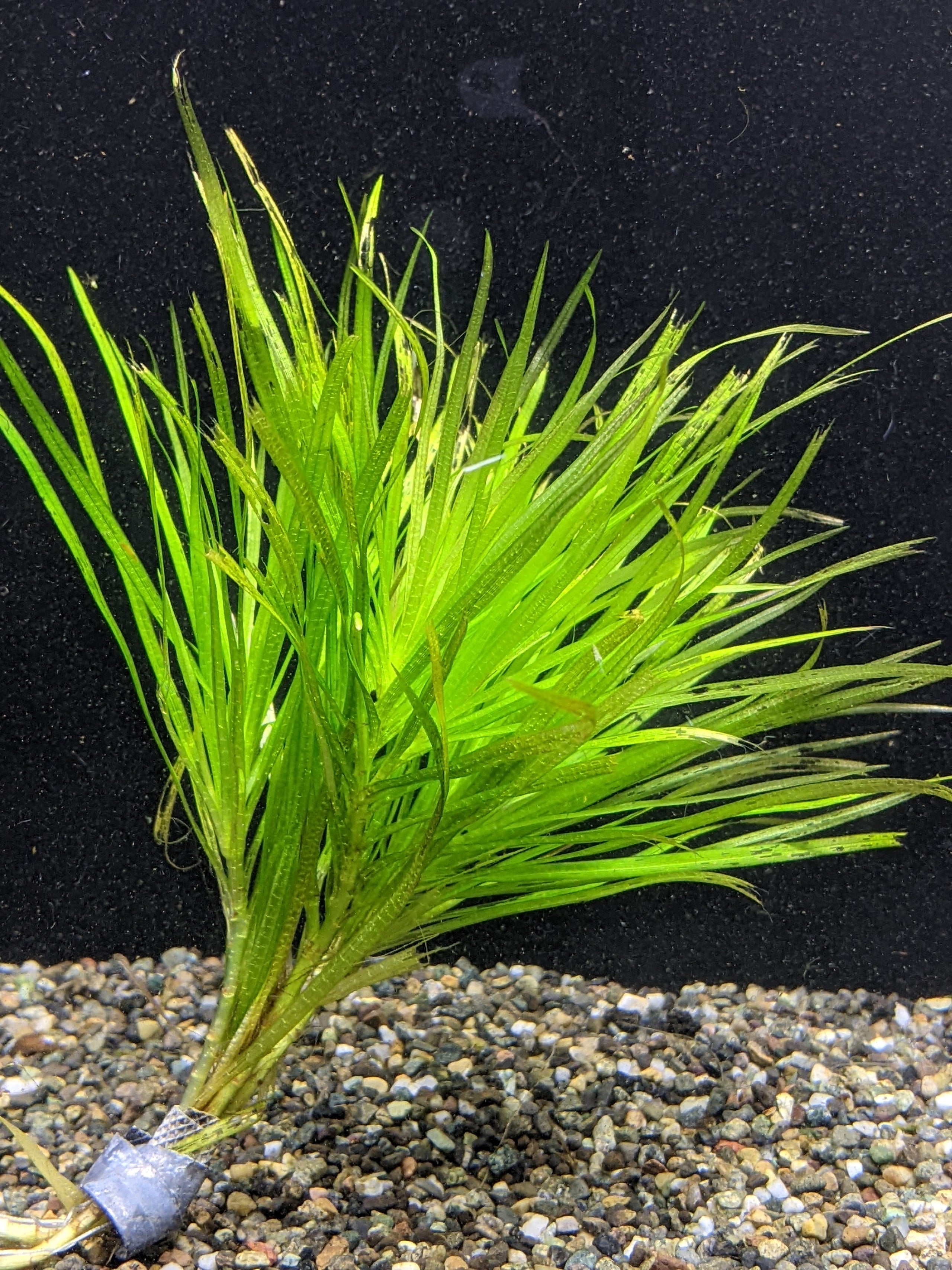 Blyxa japonica For Sale | Aquarium Zen | Aquarium Zen, LLC