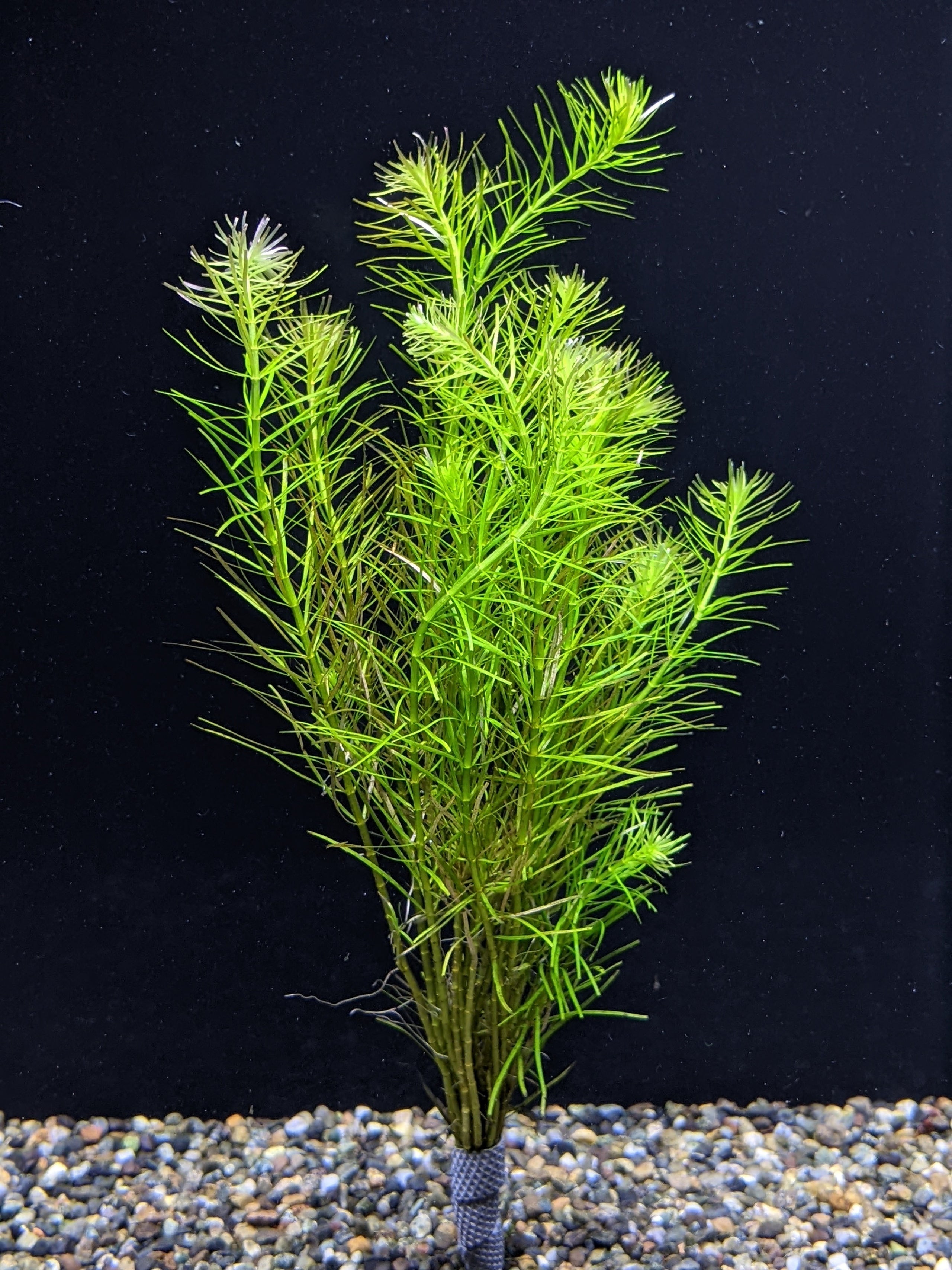 Rotala nanjenshan For Sale - Aquarium Zen | Aquarium Zen, LLC