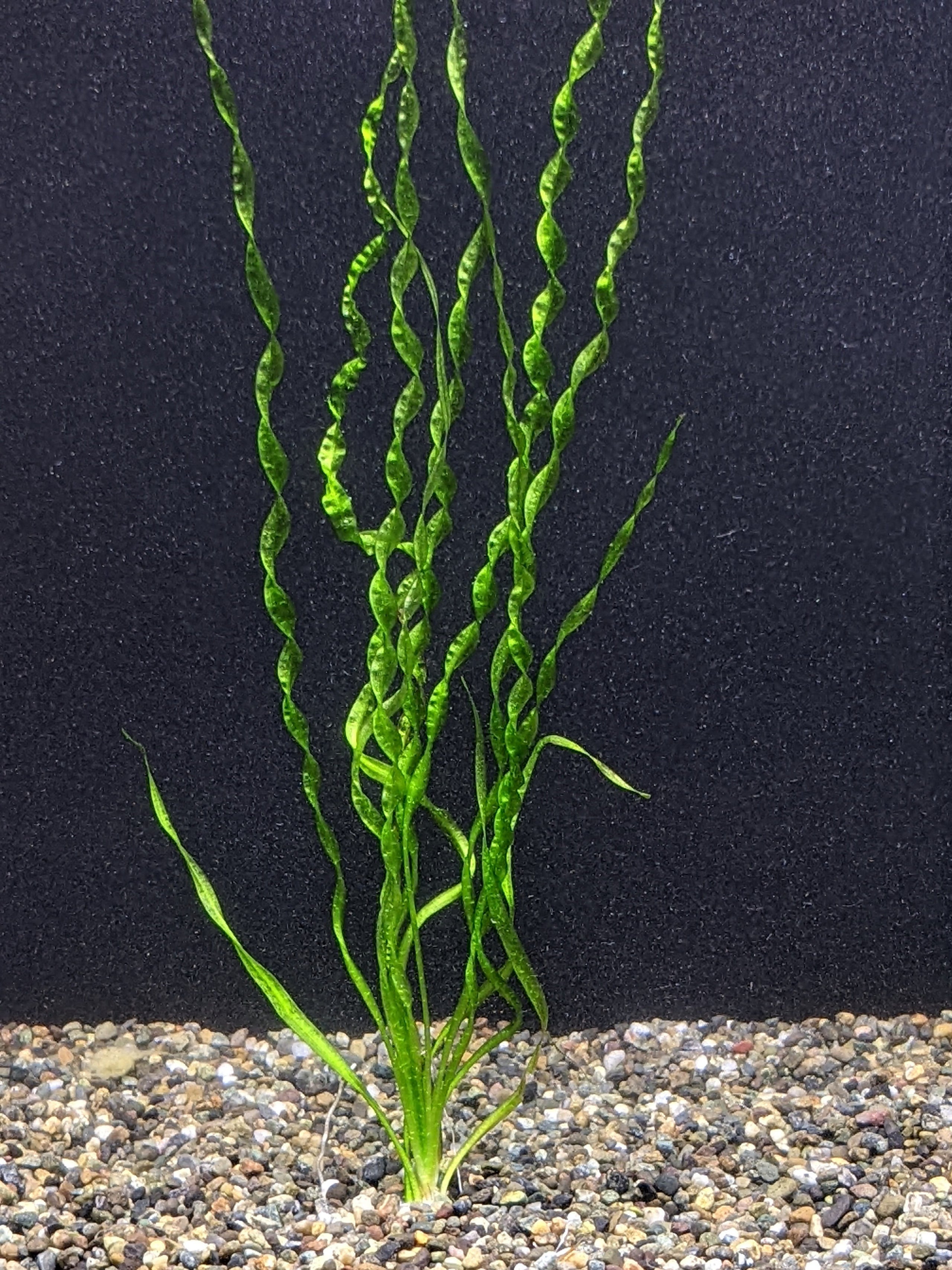 Vesuvius Sword For Sale - Aquarium Zen | Aquarium Zen, LLC