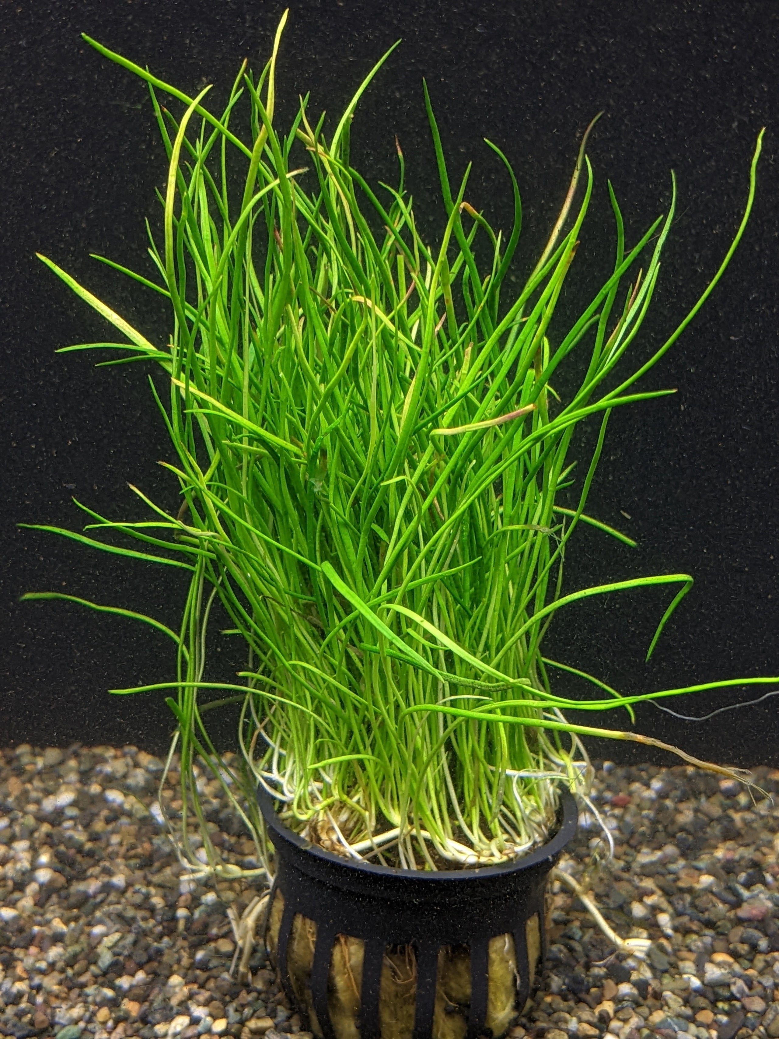 Narrow Leaf Micro Sword For Sale - Aquarium Zen | Aquarium Zen, LLC